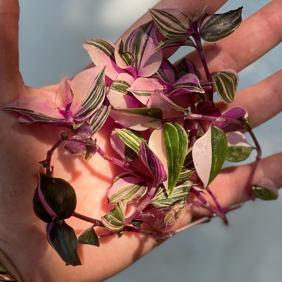 Other | 5 Rare Tradescantia Mundula Lisa Cuttings | Poshmark